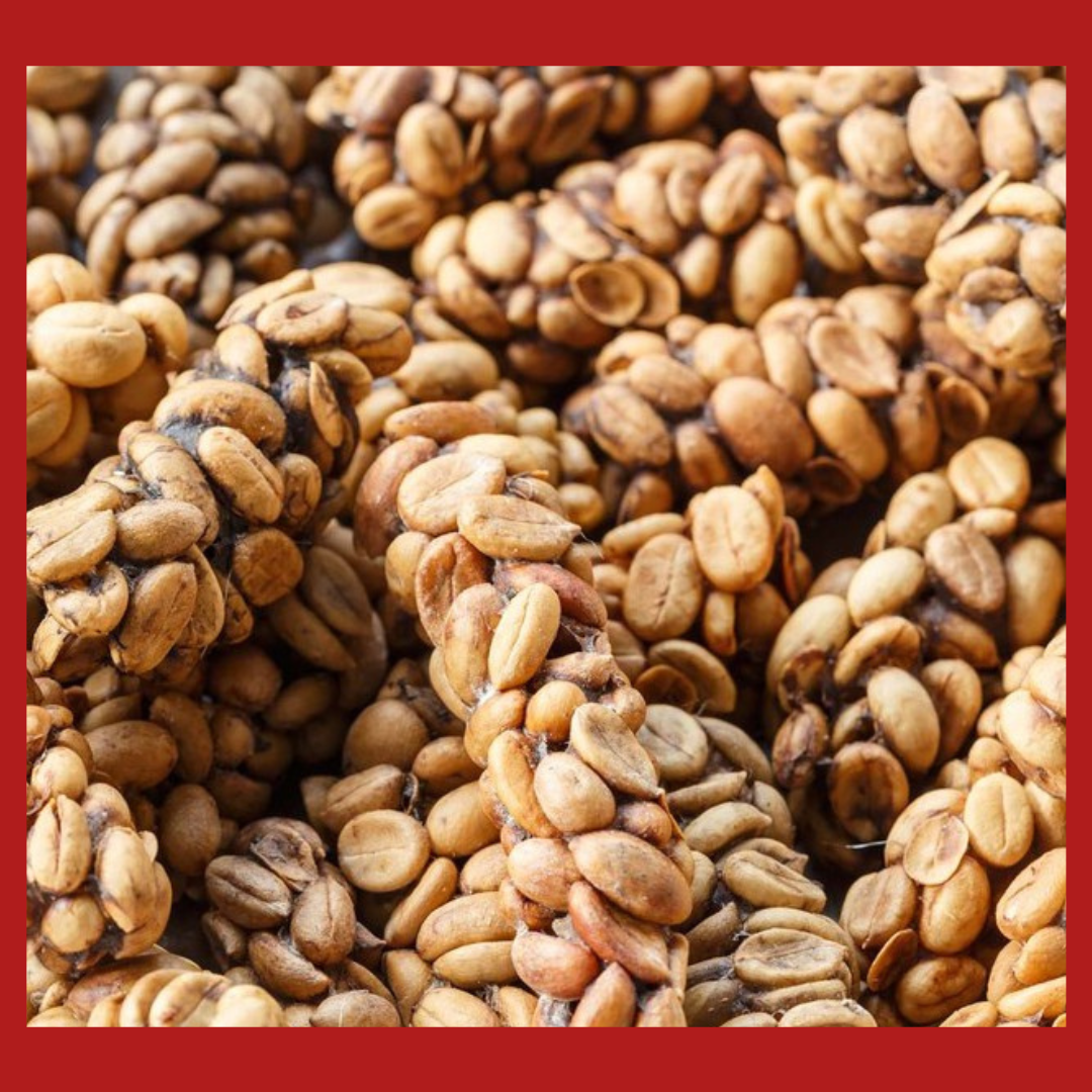 Buy Luwak (wild Civet Arabica Coffee) from PT Exim Jaya Abadi ...