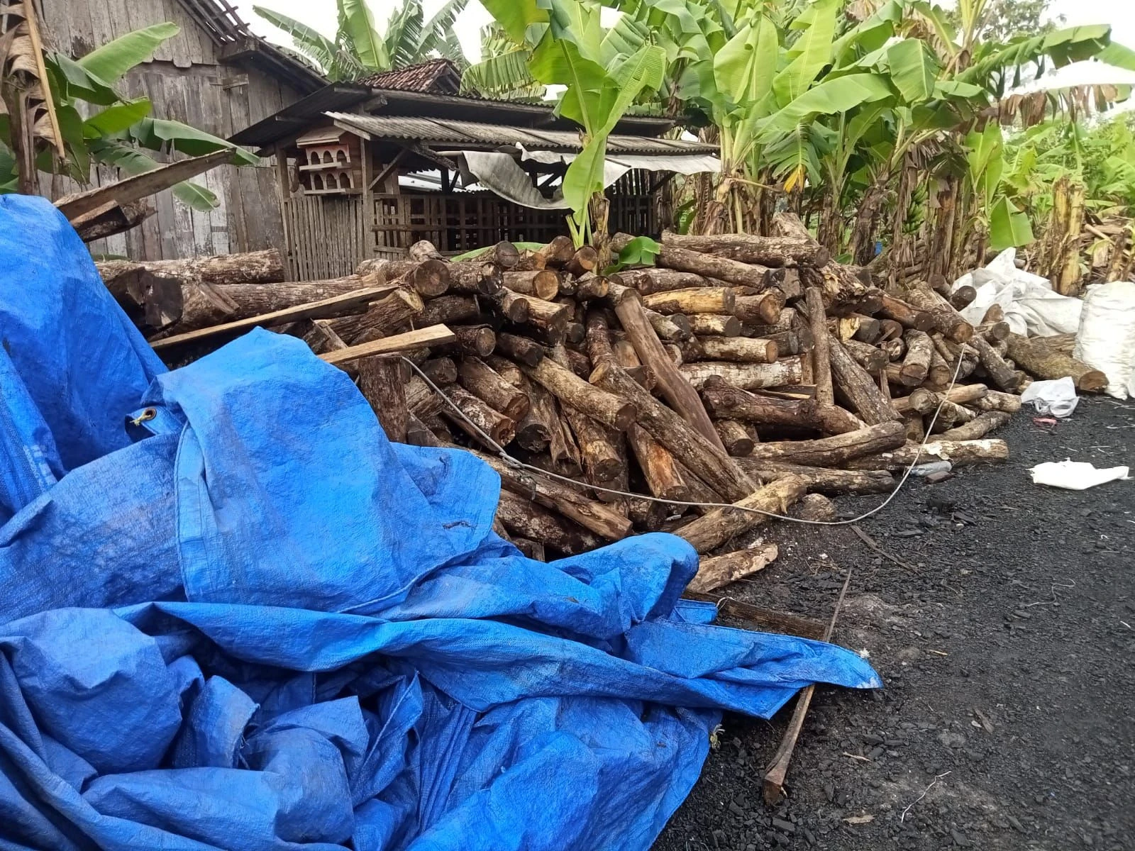 Buy Halaban Hard Wood Charcoal from PT. Global Utama Kalimantan ...