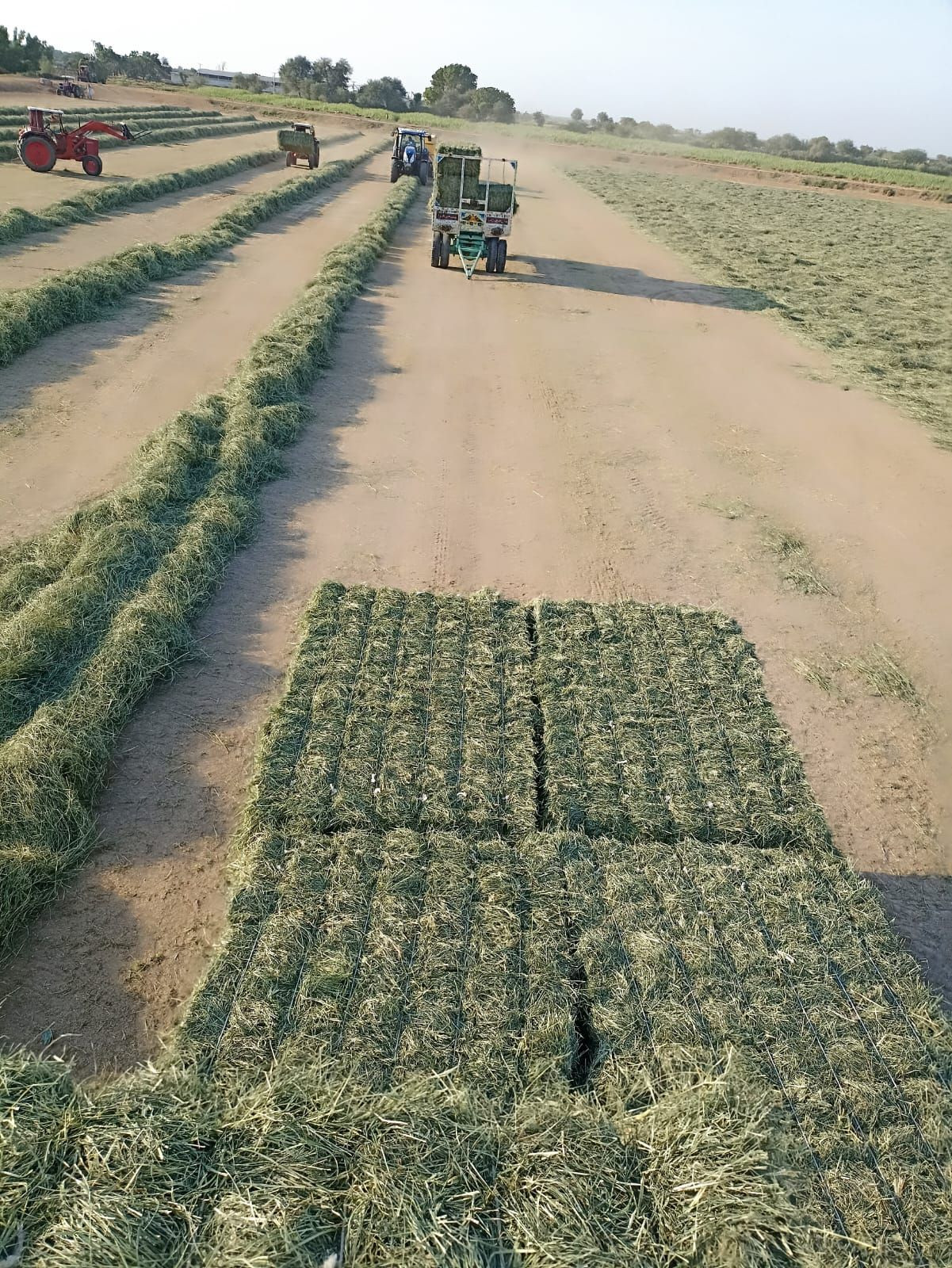 Buy Rhodes Grass from FineCut, Pakistan | Tradewheel.com