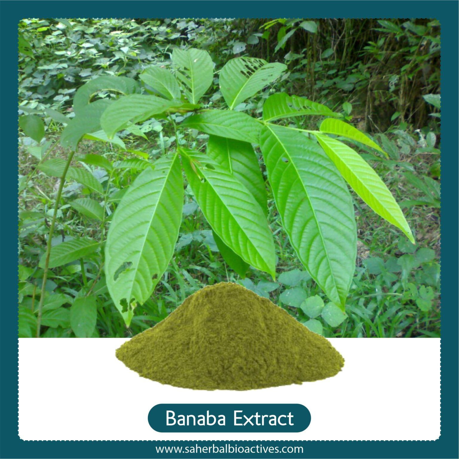 Buy Banaba Leaf Extract from JK BOTANICALS PVT LTD, India | Tradewheel.com