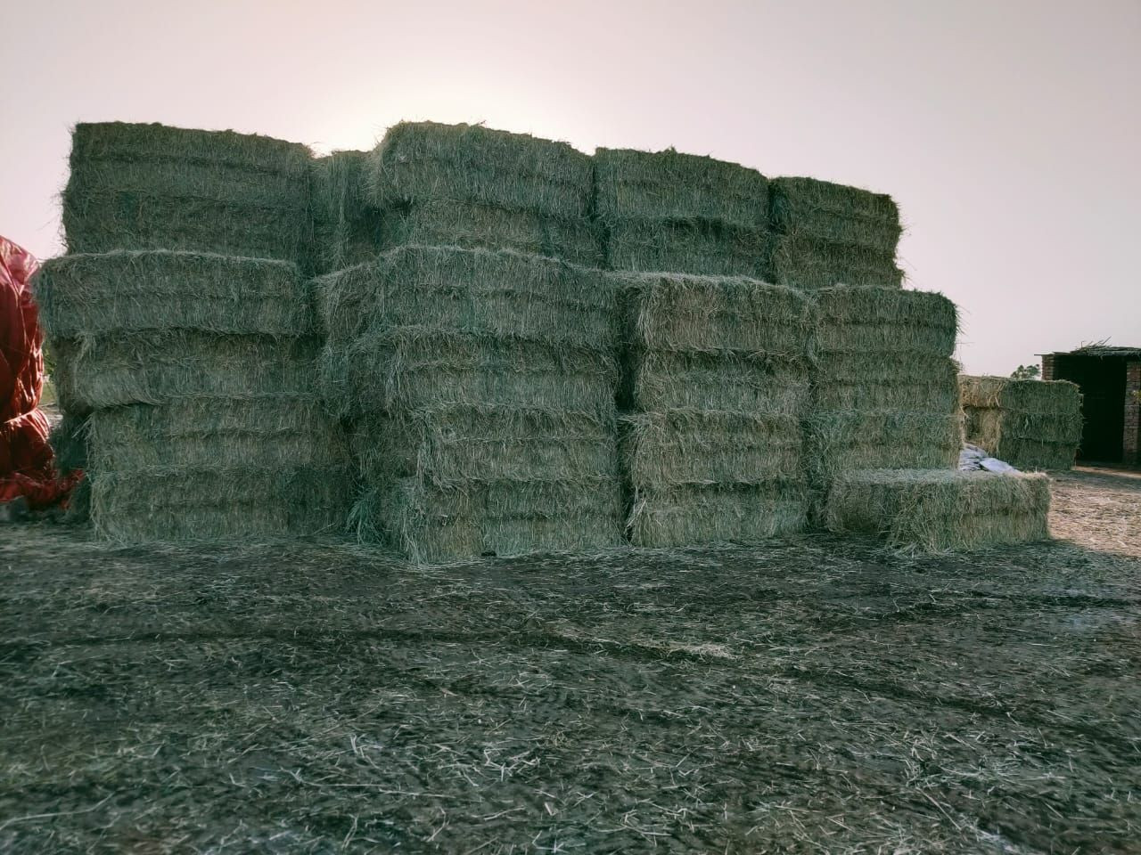 Buy Rhodes Grass from FineCut, Pakistan | Tradewheel.com
