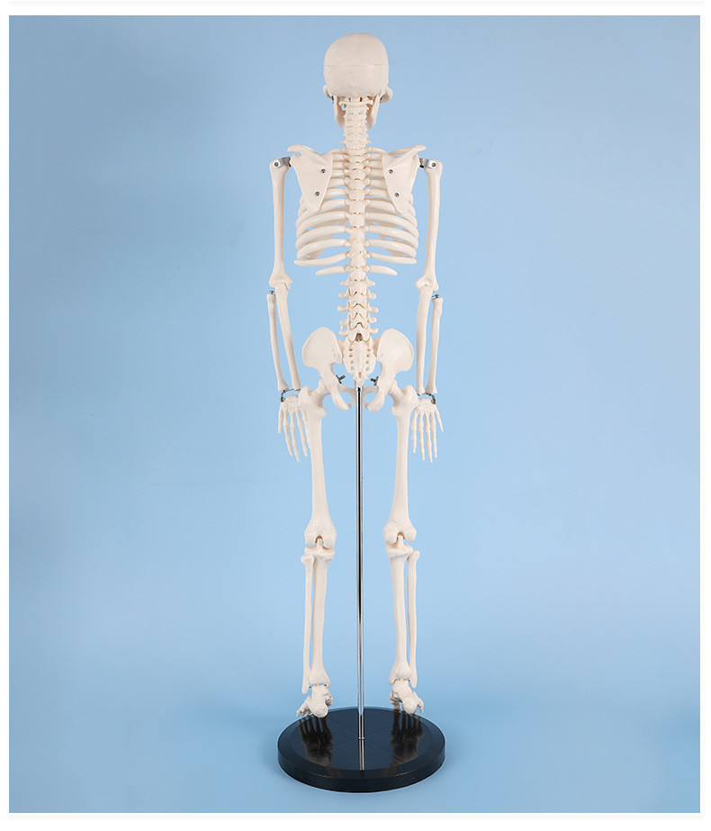 Buy 85cm Skeleton Orthopedics Biology Demonstration Model Human ...