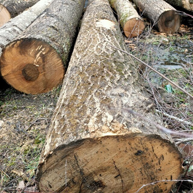 Buy Europe Wood White Ash Beech Logs African Ebony Log from CHYR PERNG ...