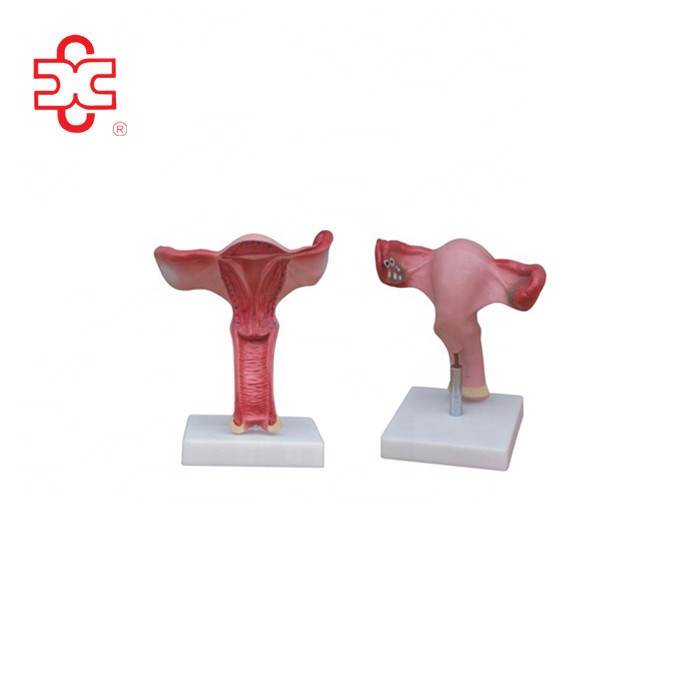 Buy Female Anatomical Teaching Medical With Ovaries Uterus Model from ...