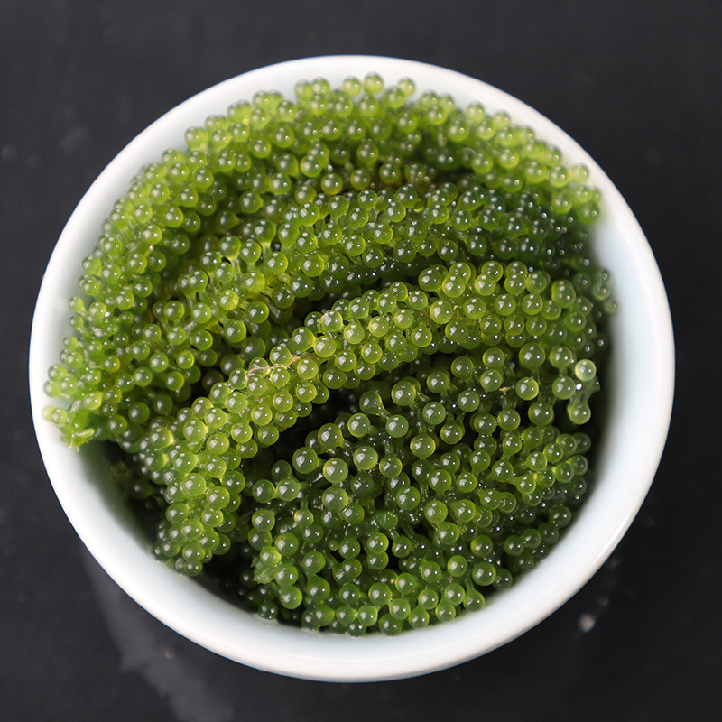Buy Lato Sea Grapes Caulerpa Lentillifera from VIET D.E.L.T.A ...