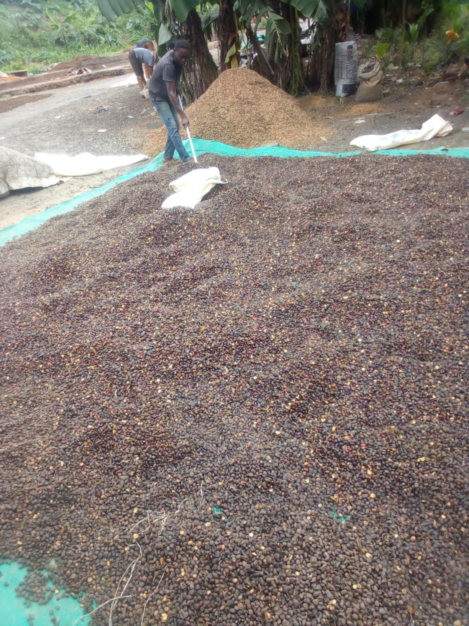 Buy Crack Palm Kernel Nut from Woj palm kernel Ltd, Nigeria ...