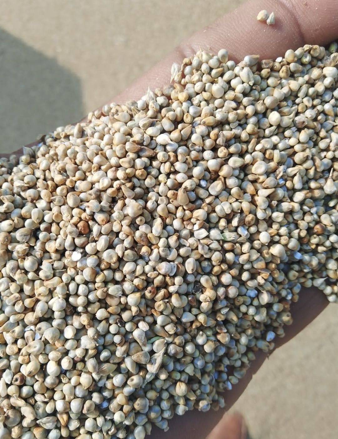 Buy Organic Sorghum White Milo Grains Non Gmo Sorghum Price White ...