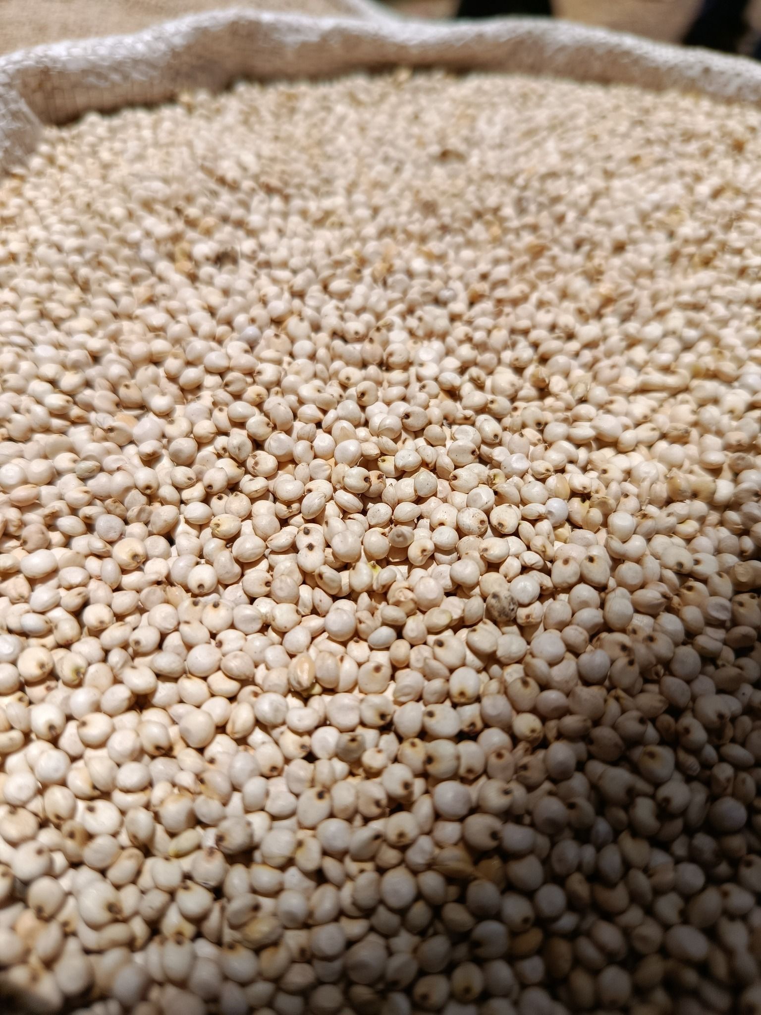 Buy Organic Sorghum White Milo Grains Non Gmo Sorghum Price White ...