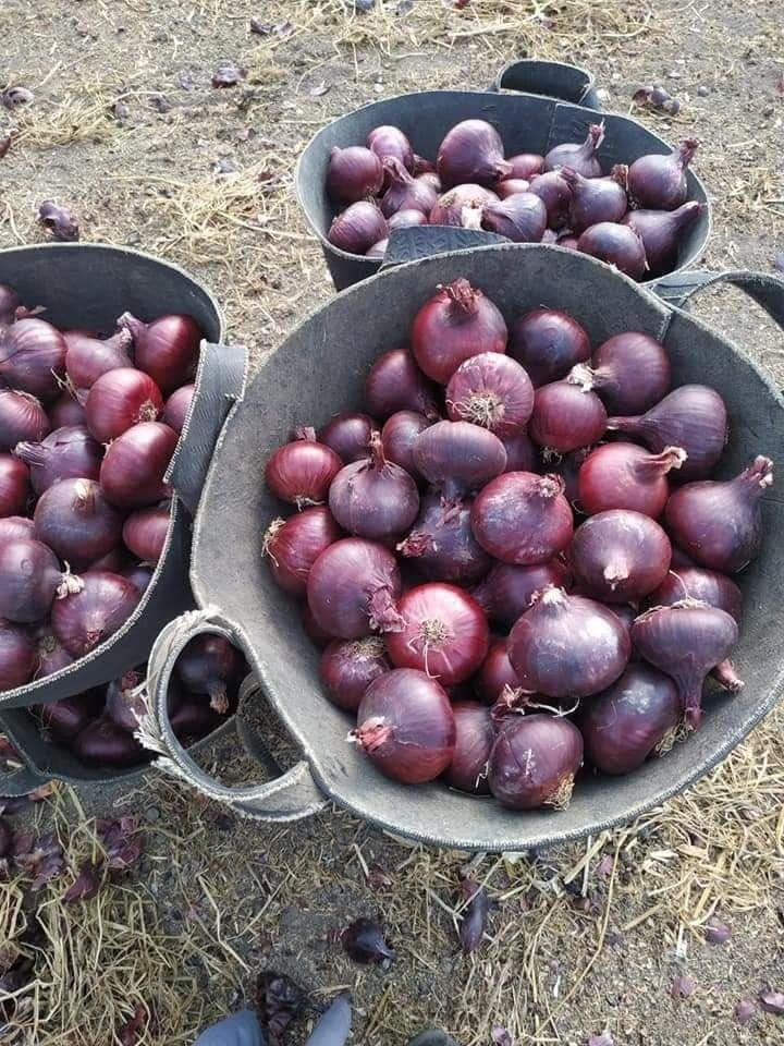 Buy Red Onion, Grade A from Greenpoint Import & Export, Egypt ...