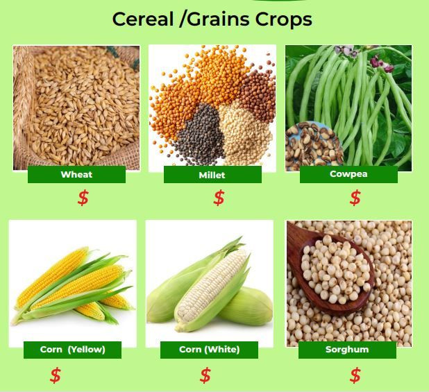 Buy Cereals/grains from MARRYWELL CONTINENTAL COMPANY LTD, Nigeria ...