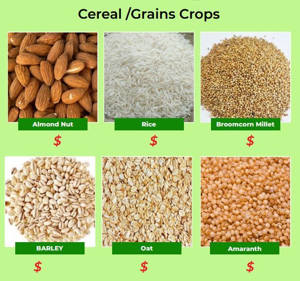 Buy Cereals/grains from MARRYWELL CONTINENTAL COMPANY LTD, Nigeria ...