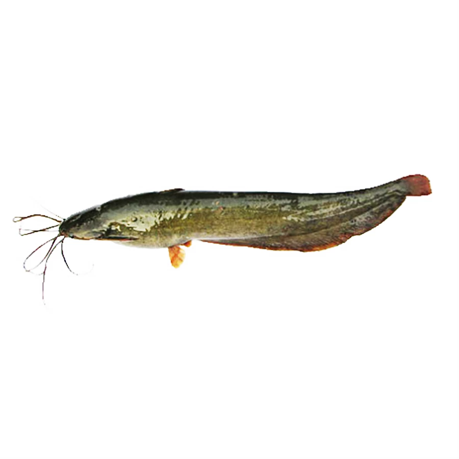 Buy Catfish from Qingdao Boyuan Foods Co., Ltd., China | Tradewheel.com