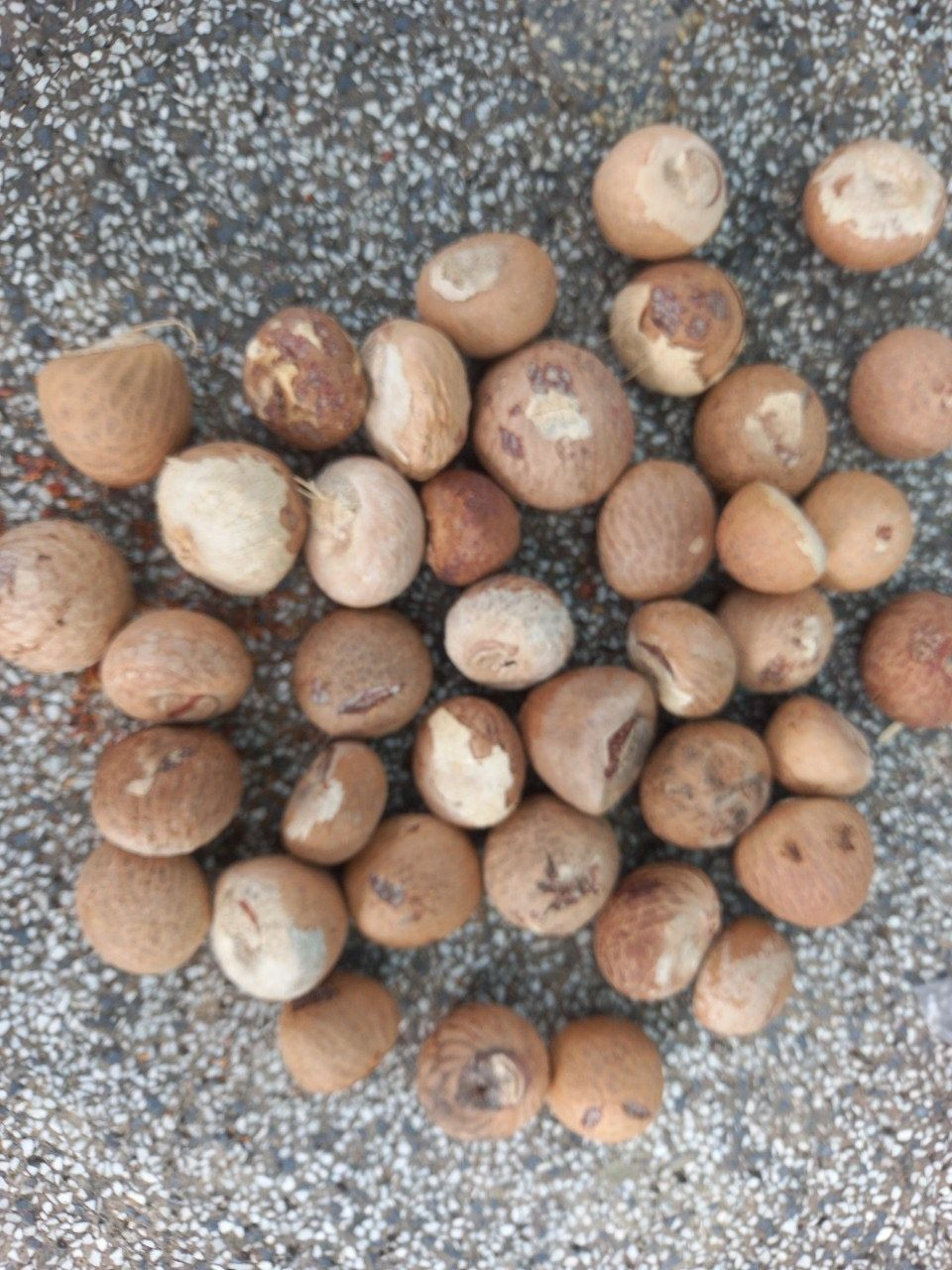 Buy Dried Betel Nut from C.D Co., Ltd, Vietnam | Tradewheel.com