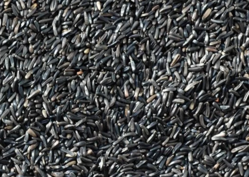 Buy Niger Seed from SaLoNet Business Trading, Ethiopia | Tradewheel.com