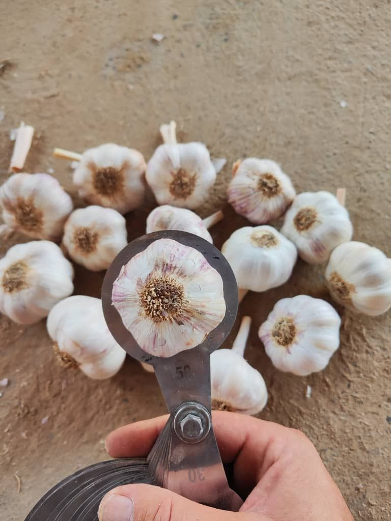 Buy Red Garlic from world import export onion, Uzbekistan | Tradewheel.com