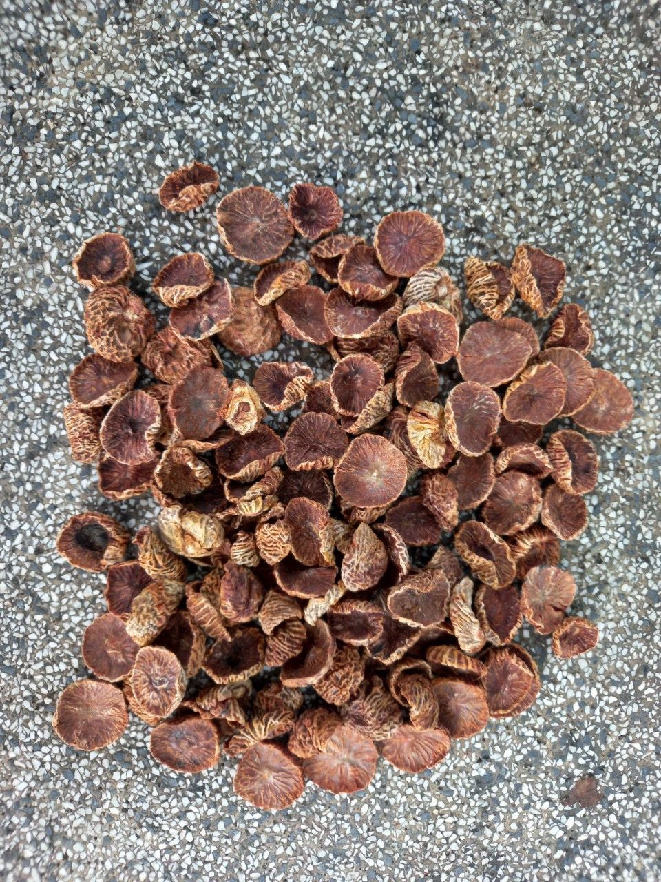 Buy Dried Betel Nut from C.D Co., Ltd, Vietnam | Tradewheel.com