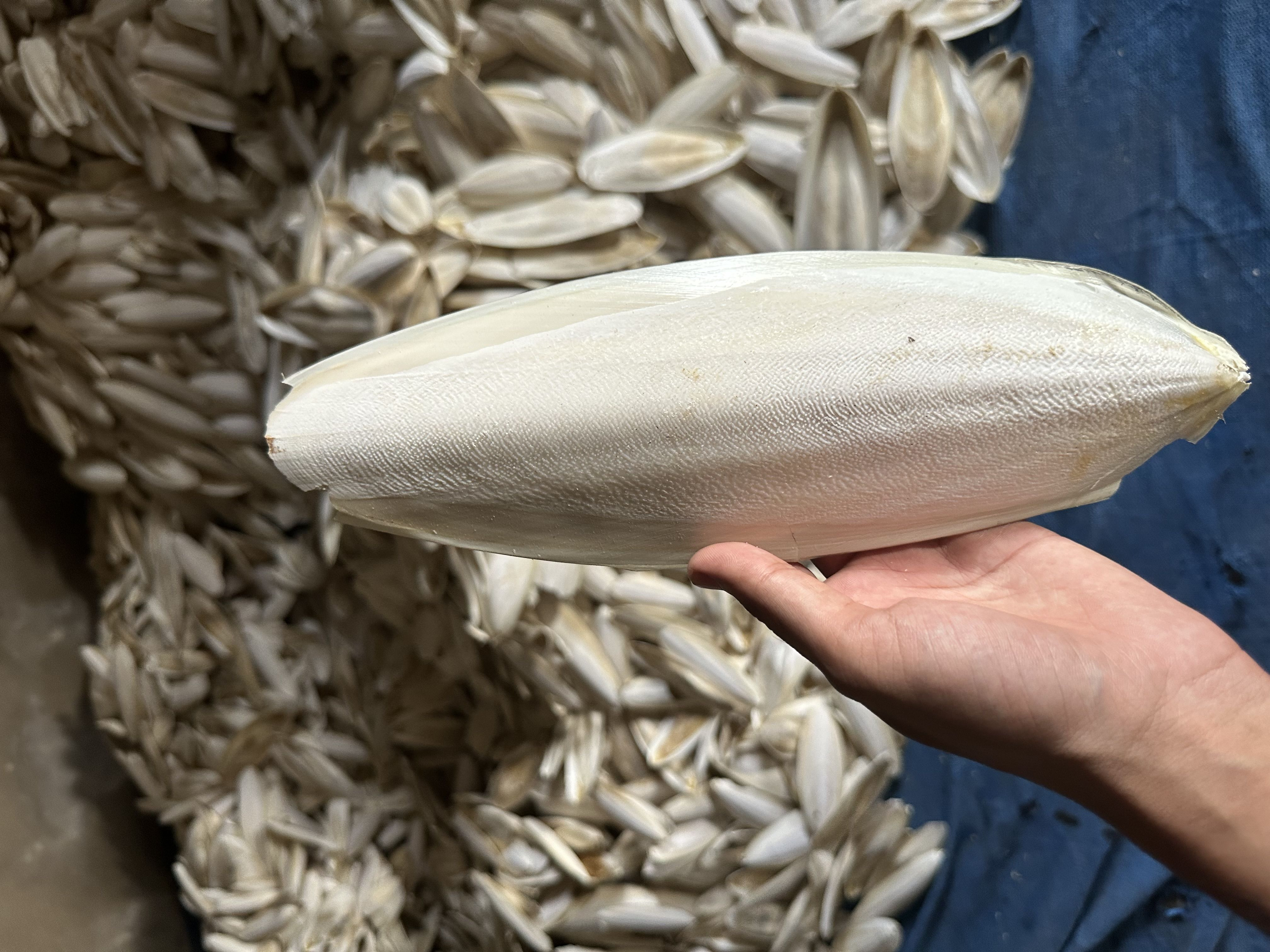Buy Cuttlefish Bone from Sonal Marine Exports, India | Tradewheel.com