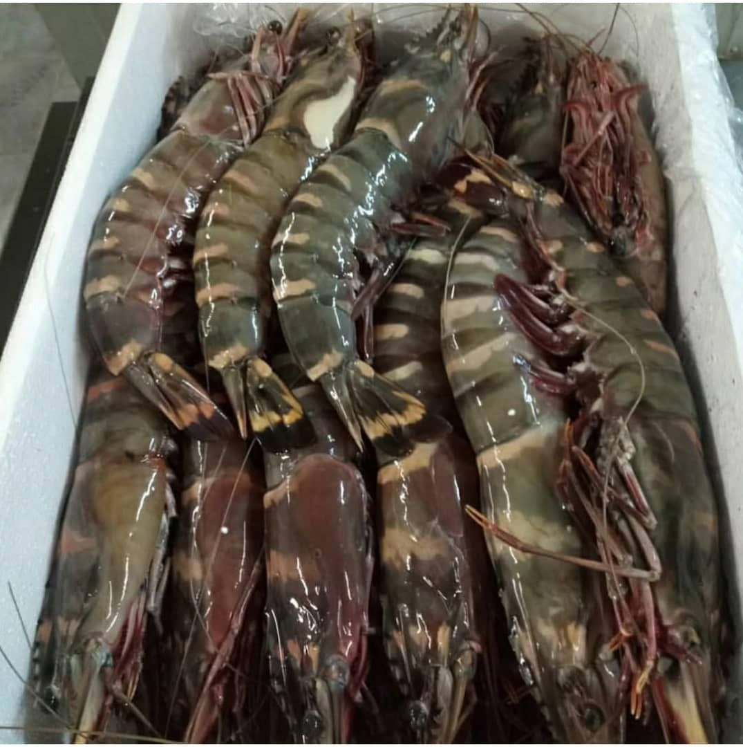 Buy Black Tiger Shrimp from Dornika, Iran | Tradewheel.com