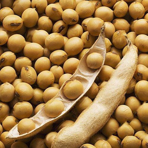 Buy Gmo Soybean from MILKTECH LTD, United Kingdom | Tradewheel.com