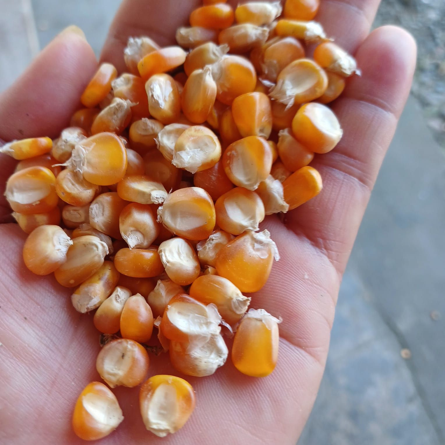 Buy Grade A Yellow Corn (maize) – Clean, Well-dried from MARIOX TRADING ...