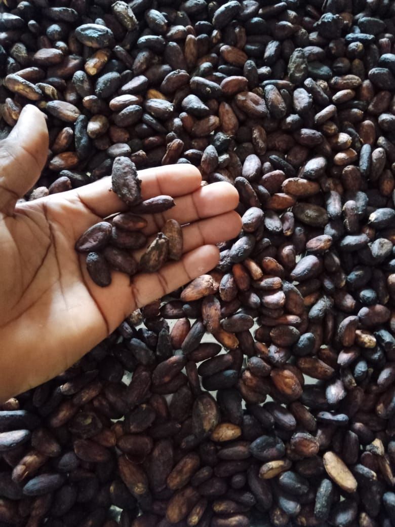 Buy We Export Roasted Cocoa Beans, Organic Cocoa Beans, Caocao Beans ...
