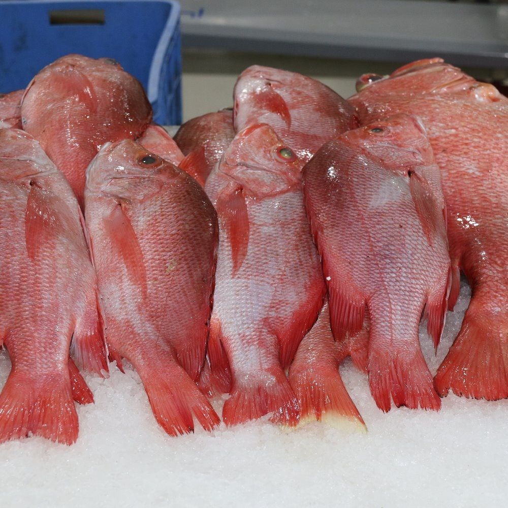 Buy Frozen Red Snapper Fish For Sale from Bright Future Exterprise (Pty ...