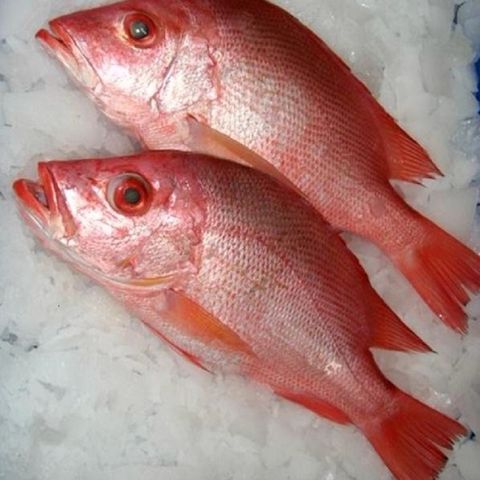 Buy Frozen Red Snapper Fish For Sale from Bright Future Exterprise (Pty ...