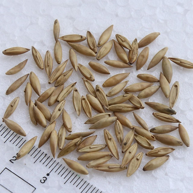 Buy Authentic Fresh Harvest Tropical Plant Bambusa Polymorpha Bamboo ...