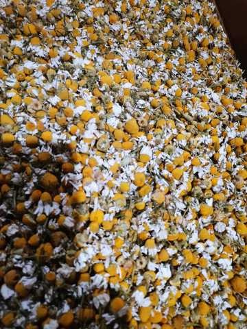 Buy Chamomile Flower Wholesale Natural Dried Chamomile Extract Supply ...