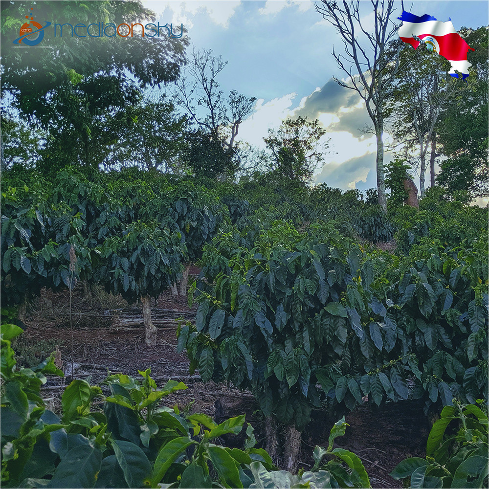 Buy Special Cafe Diria Black Honey Roasted Whole Coffee Beans - 100% ...