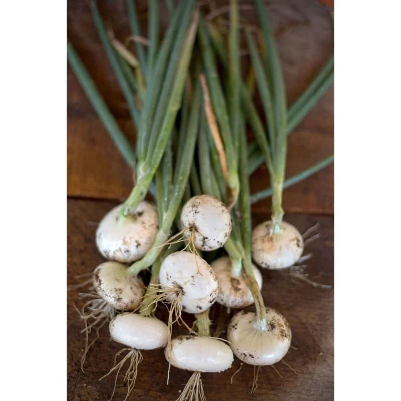 Buy Organic Bianca Di Maggio Onions Farm Fresh from Afrivet Trading ...