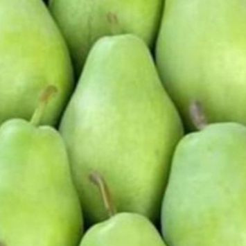 Buy Pears From Turkey Fast Shipping High Quality Pears from Turkish ...