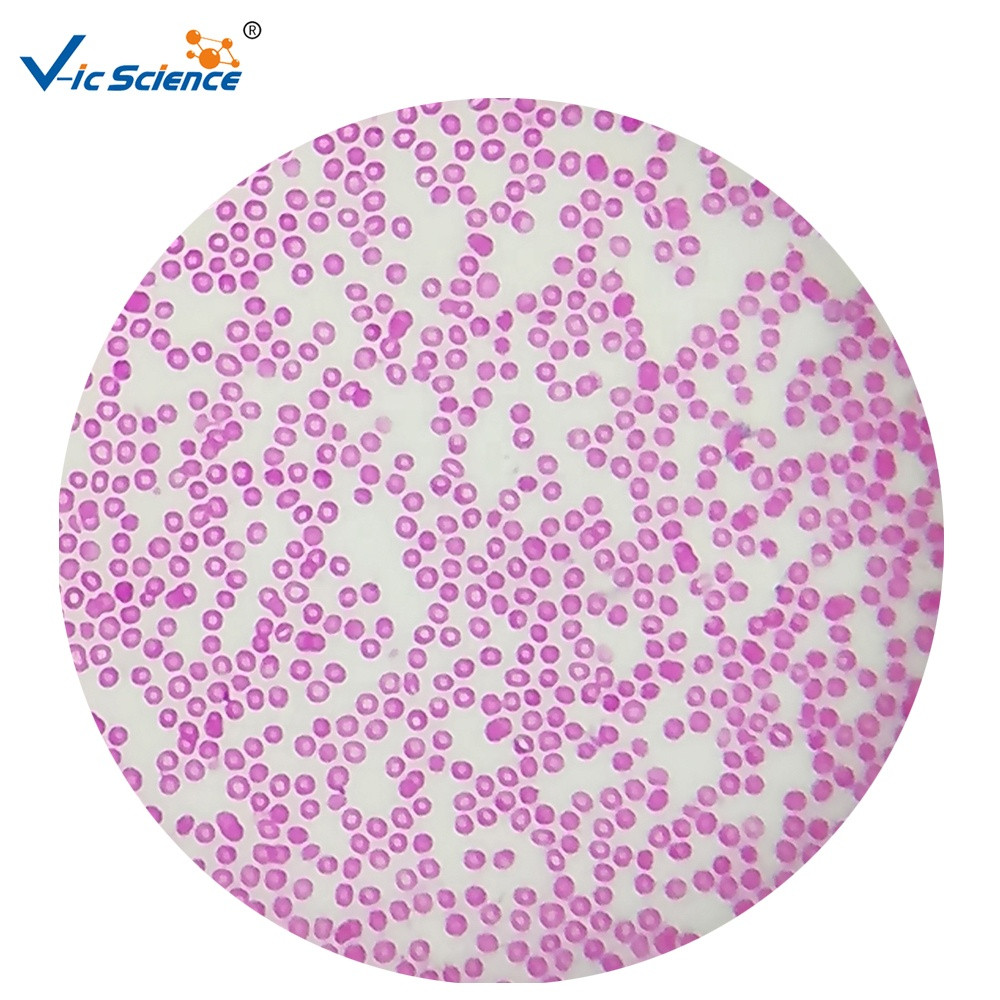 Buy 18pcs Glass Blood Smear Histology Human Microscope Biology ...