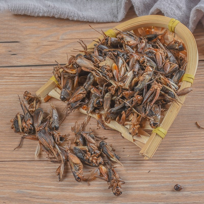 Buy 10030 Xi Shuai Natural Dried Wild Gryllolaptaptidae Chinese Mole ...