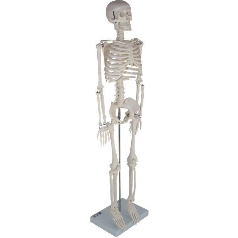 Buy 85cm Medical Human Body Model Skeleton Model Of Human Anatomical ...