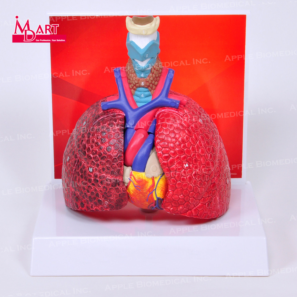 Buy Human Body Anatomy Removable Copd Lung Model For Medical Teaching ...