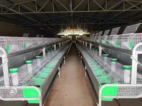 Buy Rabbit Cage 24 Position Mother And Baby Rabbit Cage For Rabbit ...