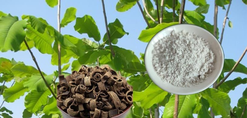 Buy Magnolia Bark Extract 98% Magnolol & Honokiol from Anhua Jinhou ...