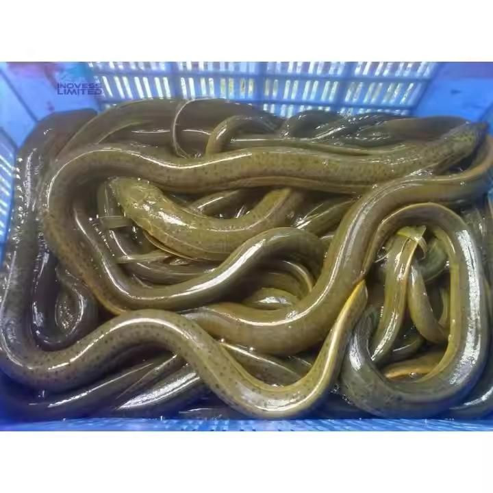 Buy Fresh/live/frozen/dried Eel Fish from BESTA AB GLOBAL TRADING ...