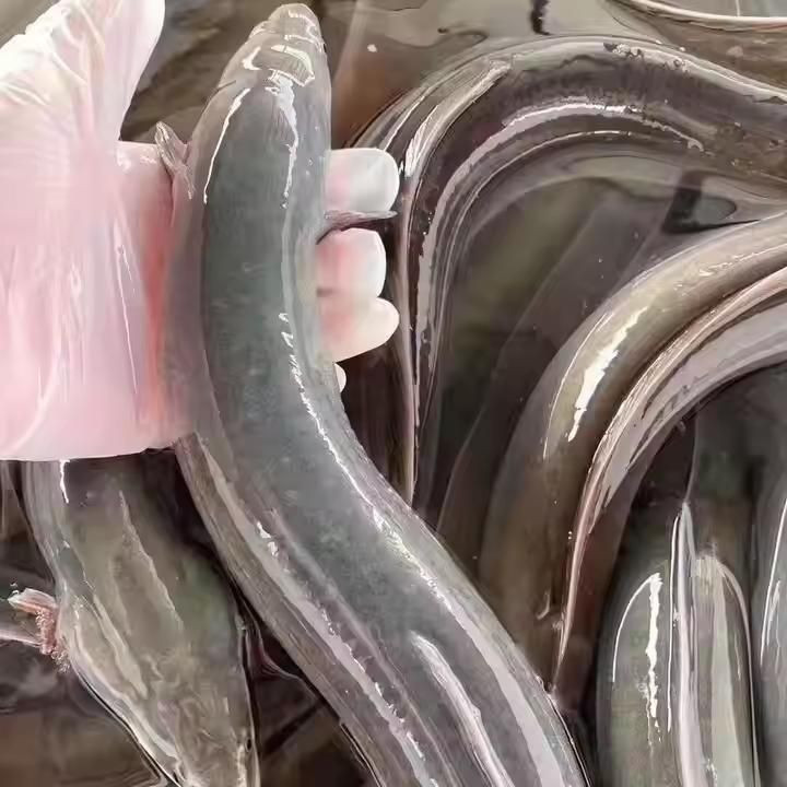 Buy Fresh/live/frozen/dried Eel Fish from BESTA AB GLOBAL TRADING ...