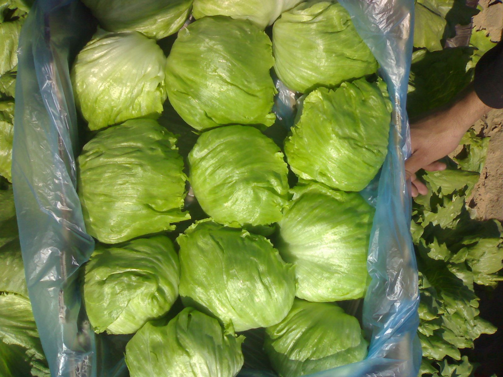 Buy Fresh Iceberg from Green Point for import & export, Egypt ...