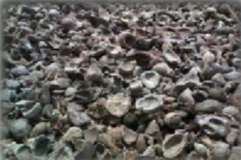 Buy Palm Kernell from PT. GOH Global Indo, Indonesia | Tradewheel.com