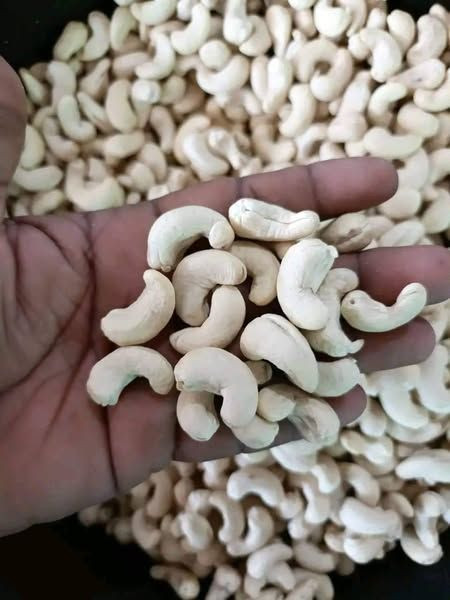 Buy Processed Cashew Nuts For Sale from Camagro exporters, Cameroon ...