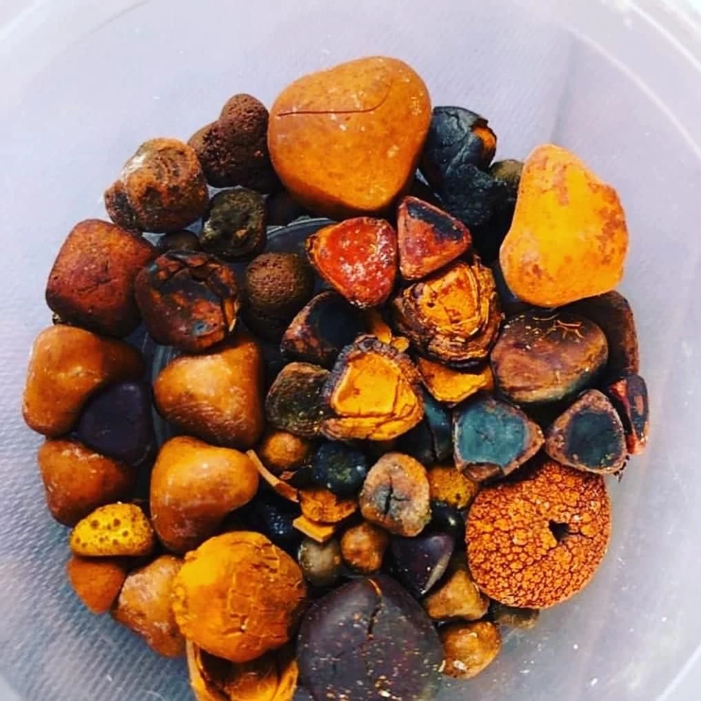 Buy Cow Gallbladder Stone For Sale from Fernandez farm, Republic of ...