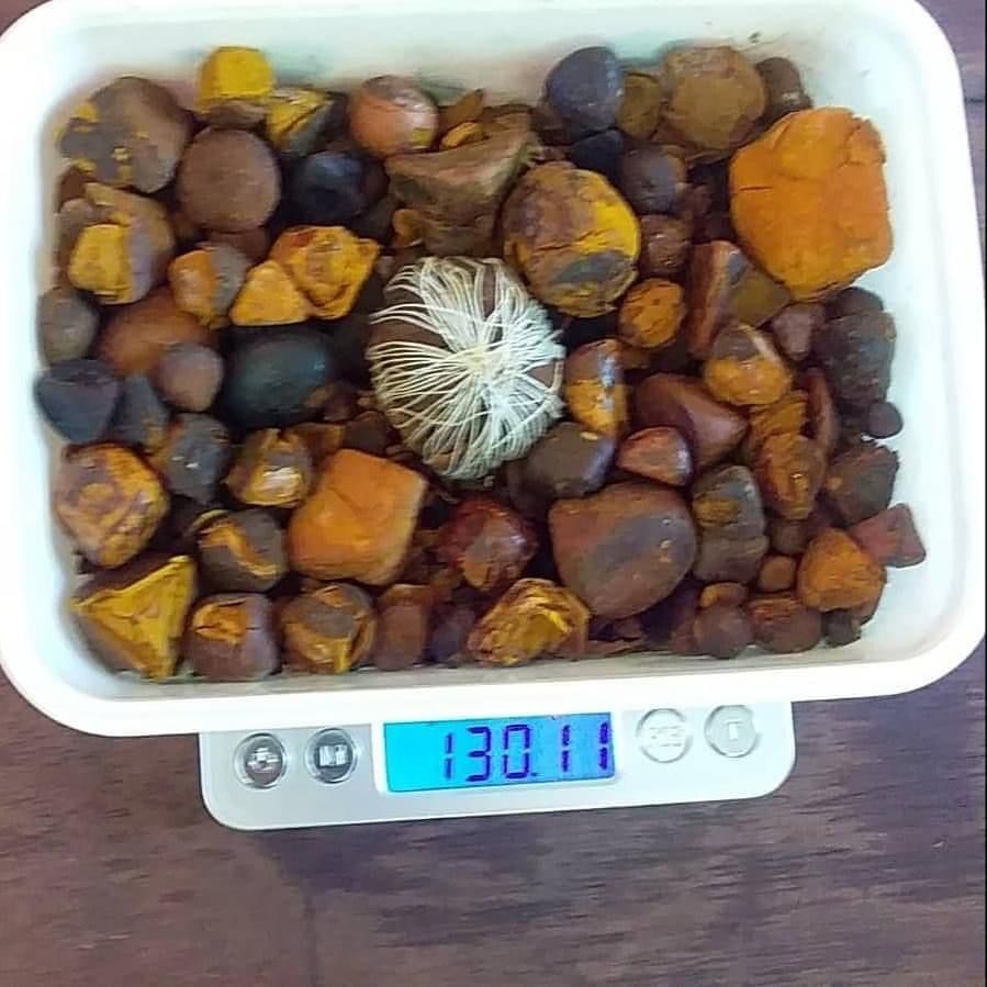 Buy Cow Gallbladder Stone For Sale from Fernandez farm, Republic of ...