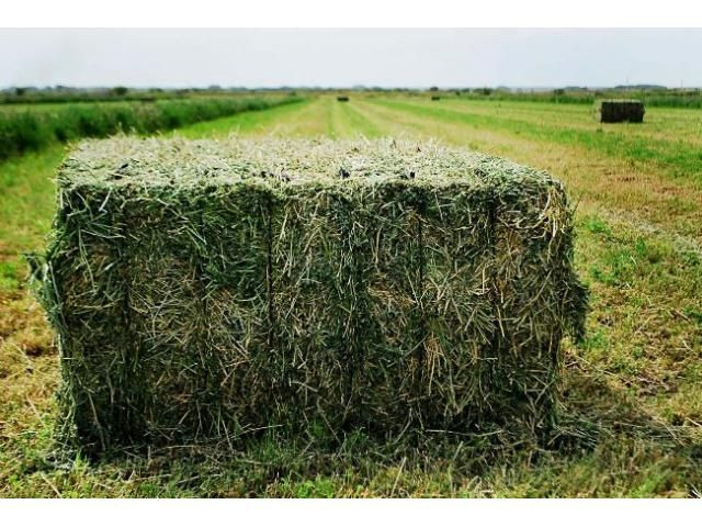 Buy Alfalfa Hay For Animal Feed, Alfalfa Pellets from argafoods ...