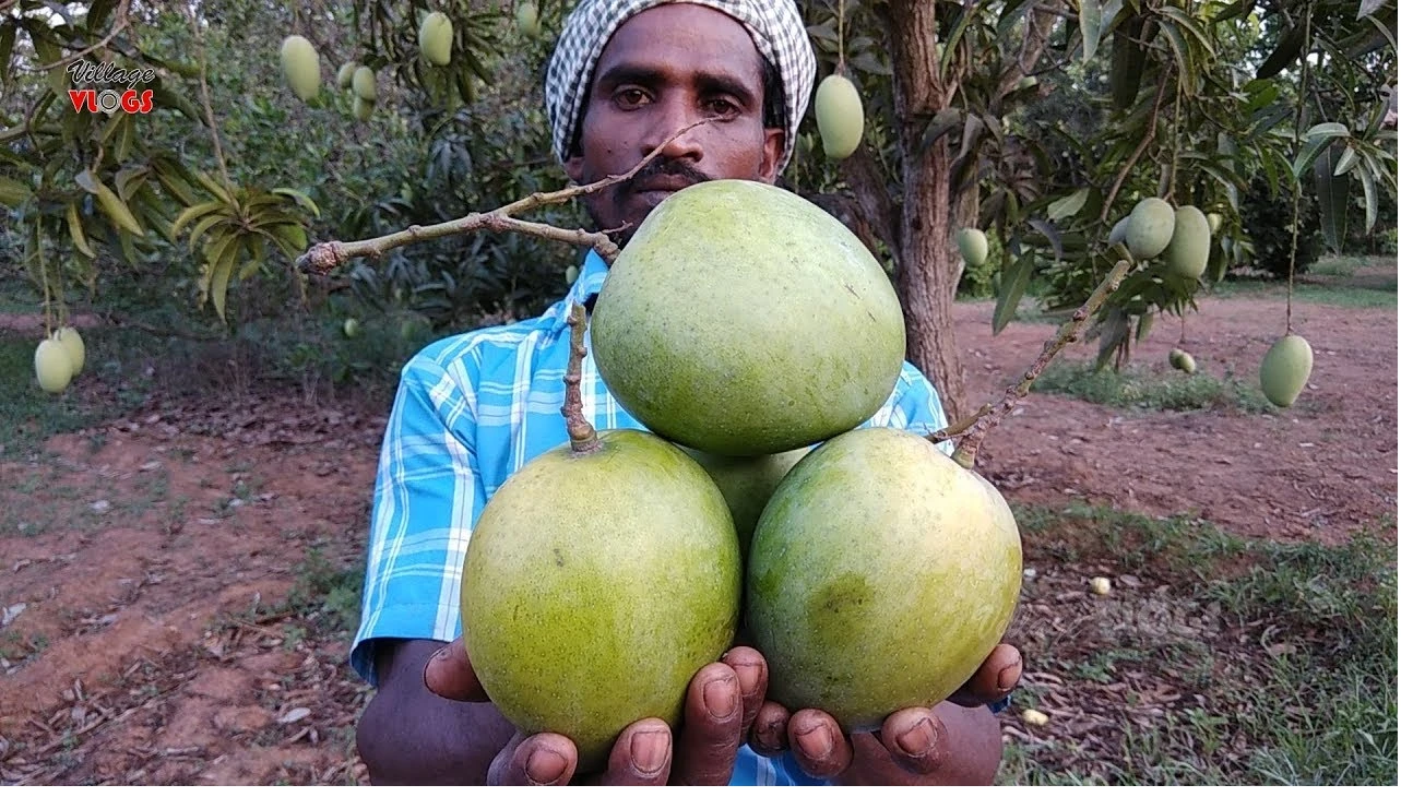 Buy All Types Of Mangoes from Lakhani Fruit Supplier, Pakistan ...
