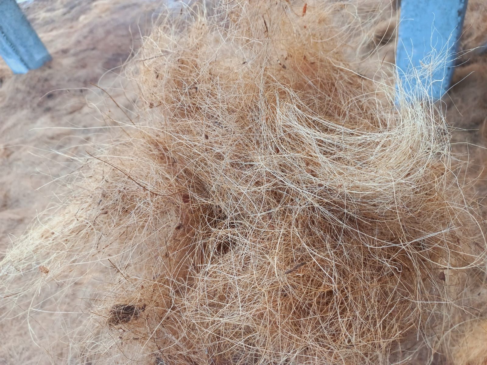 Buy Coconut Fiber from CFP PRODUCTS, Sri Lanka | Tradewheel.com