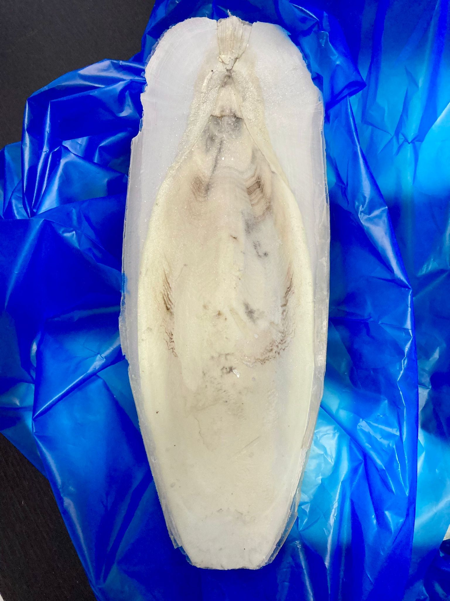 Buy Cuttlebone Bulk Sepia Officinalis Mixed Sizes from New food srl ...