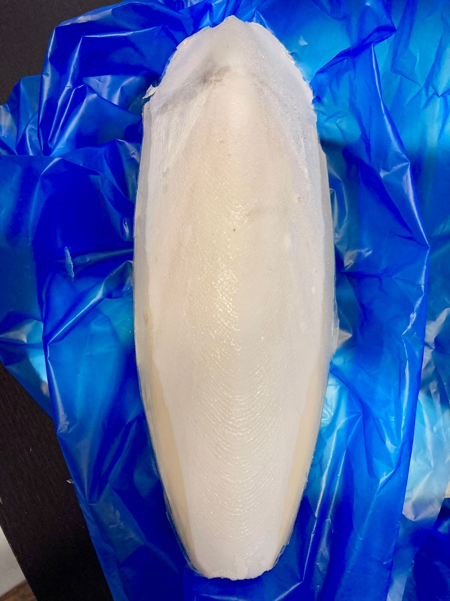 Buy Cuttlebone Bulk Sepia Officinalis Mixed Sizes from New food srl ...